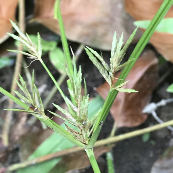 Cyperus rotundus | Nut grass - Green Cover Initiative