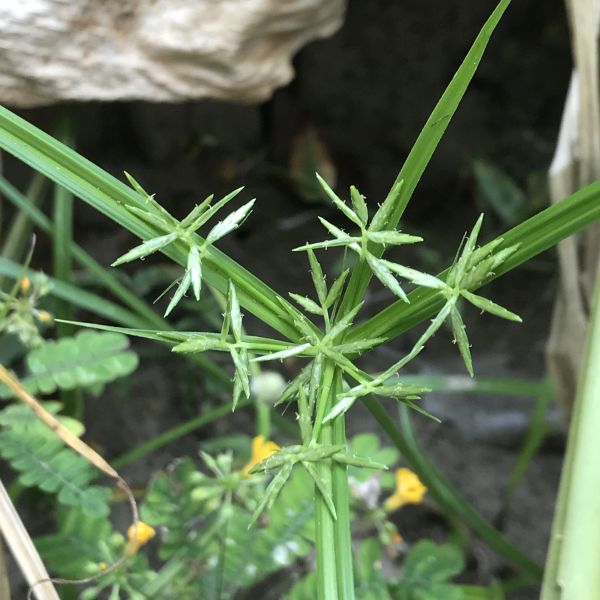 Cyperus rotundus | Nut grass - Green Cover Initiative