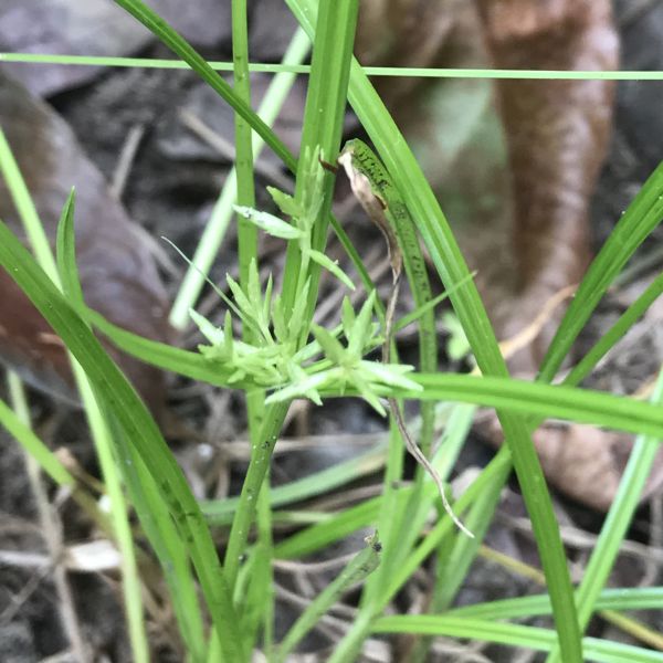 Cyperus rotundus | Nut grass - Green Cover Initiative