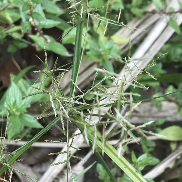 Cyperus rotundus | Nut grass - Green Cover Initiative