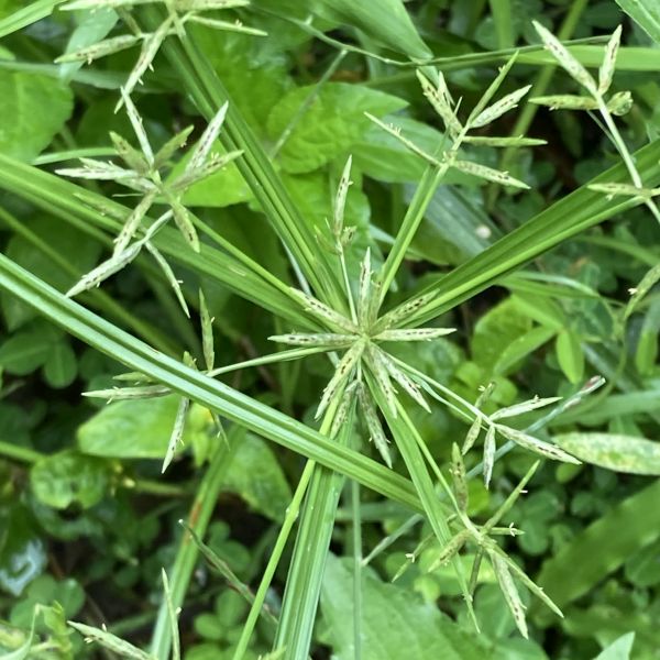 Cyperus rotundus | Nut grass - Green Cover Initiative