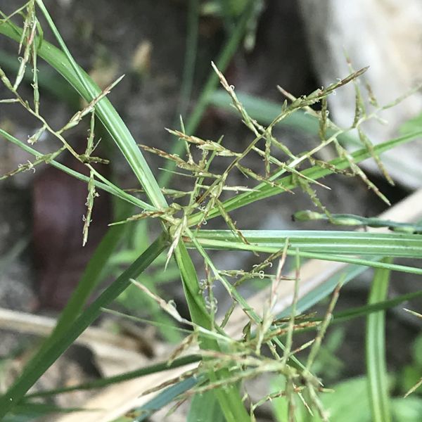 Cyperus rotundus | Nut grass - Green Cover Initiative