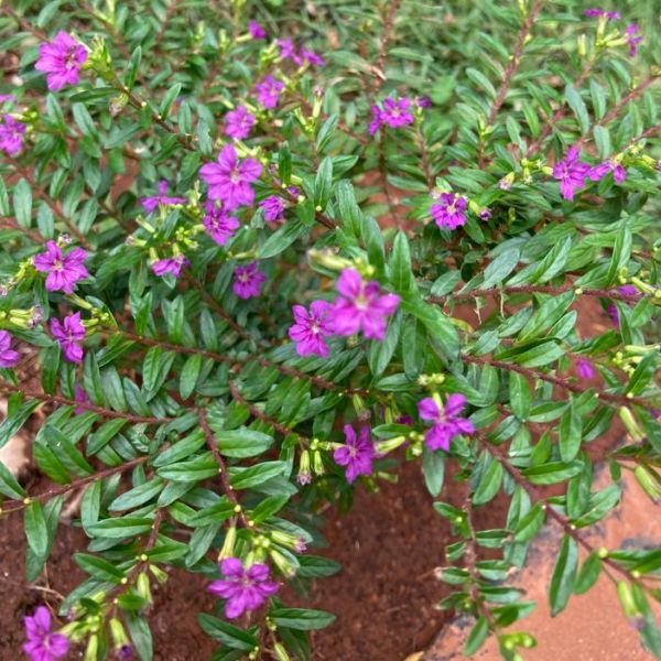 Cuphea Hyssopifolia | False heather | Mexican heather | Elfin herb- GCI