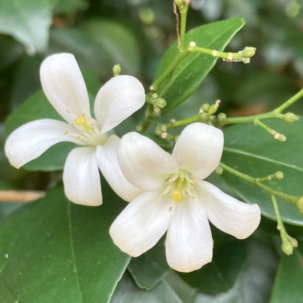 Murraya paniculata | Orange jasmine - Flowering plants