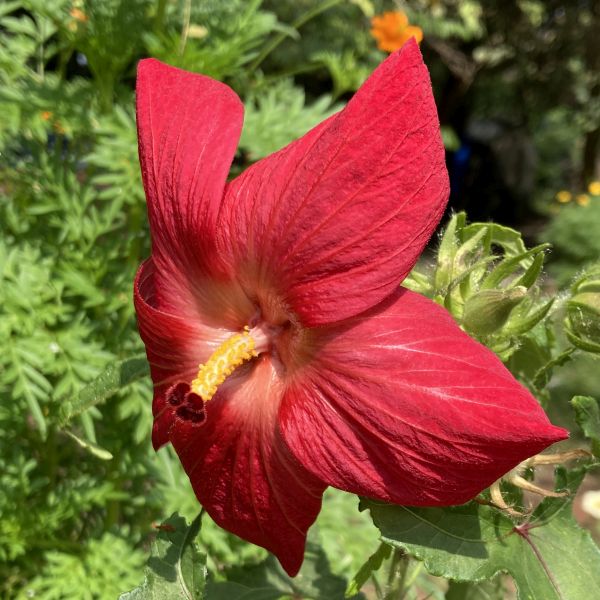 Abelmoschus moschatus | Musk mallow - Green Cover Initiative