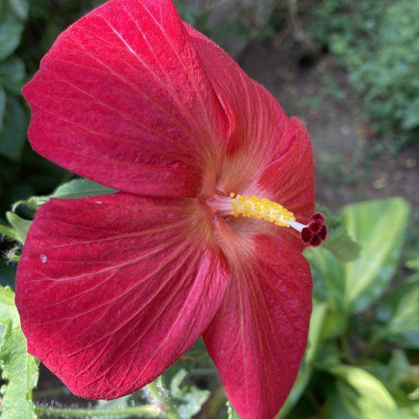 Abelmoschus moschatus | Musk mallow - Green Cover Initiative