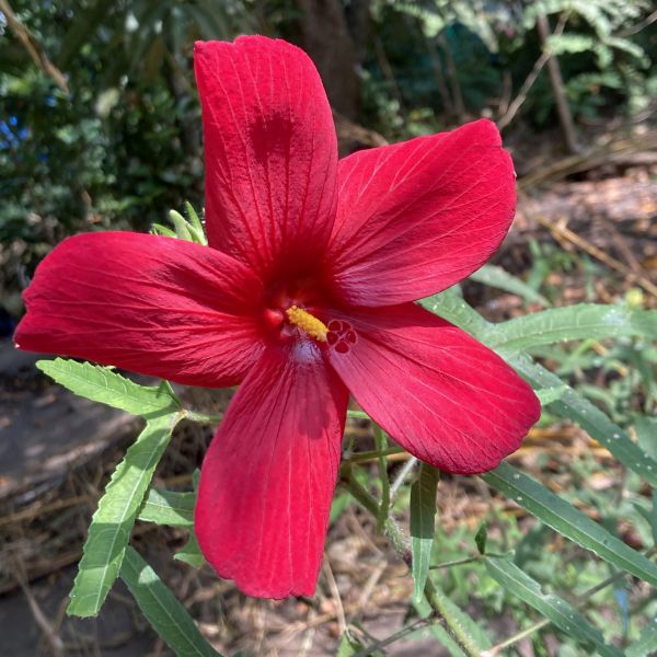 Abelmoschus moschatus | Musk mallow - Green Cover Initiative