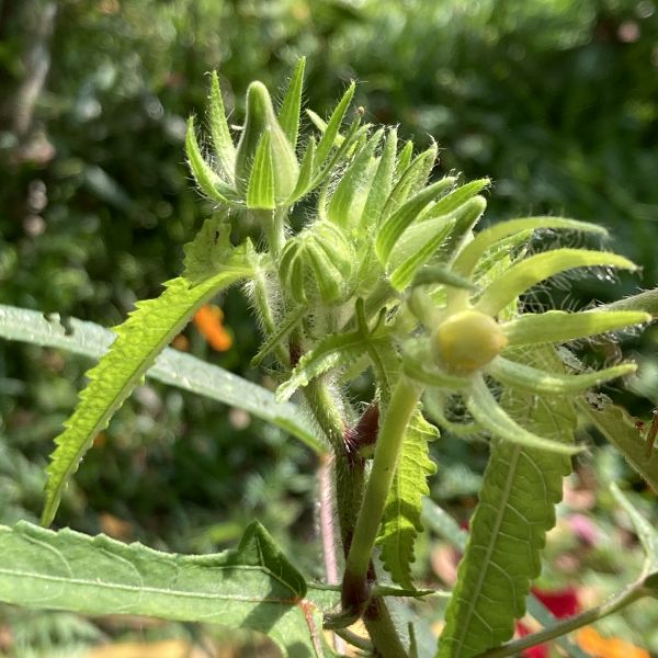 Abelmoschus moschatus | Musk mallow - Green Cover Initiative