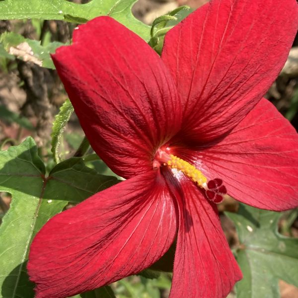 Abelmoschus moschatus | Musk mallow - Green Cover Initiative