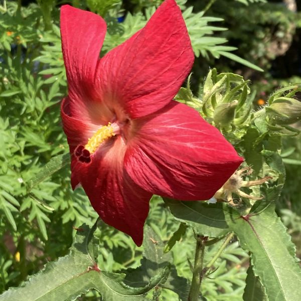Abelmoschus moschatus | Musk mallow - Green Cover Initiative