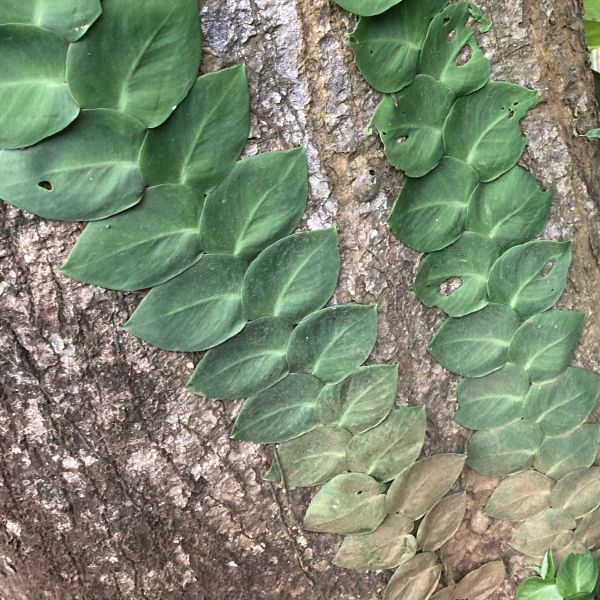 Rhaphidophora hayi | Shingle plant - Green Cover Initiative