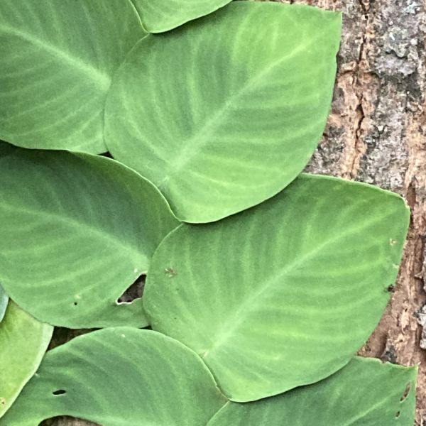 Rhaphidophora hayi | Shingle plant - Green Cover Initiative