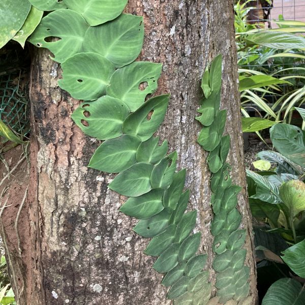 Rhaphidophora hayi | Shingle plant - Green Cover Initiative