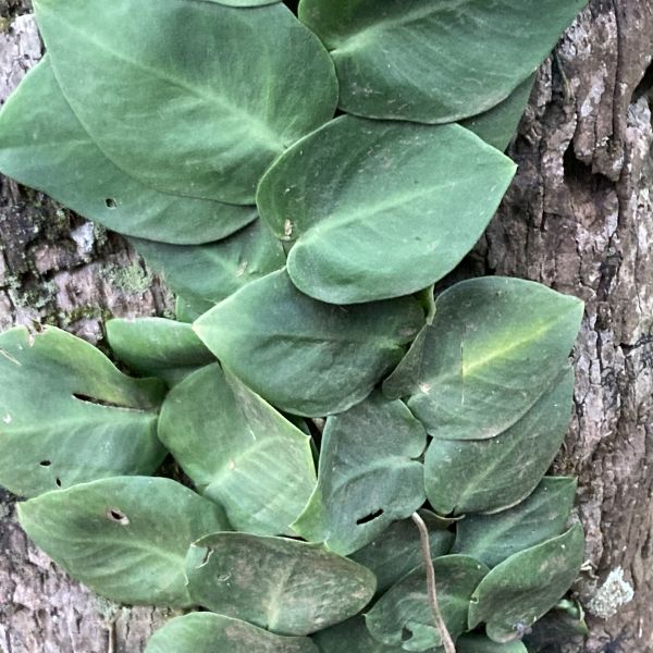 Rhaphidophora hayi | Shingle plant - Green Cover Initiative