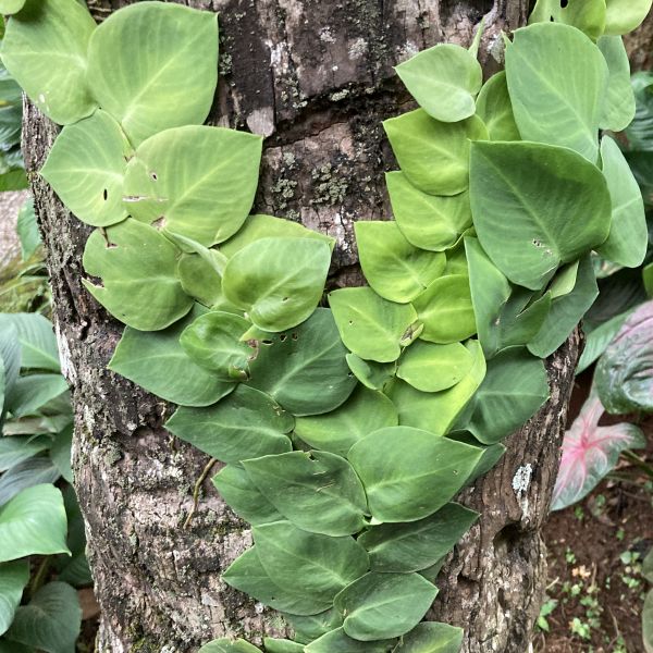 Rhaphidophora hayi | Shingle plant - Green Cover Initiative