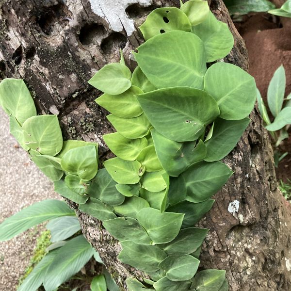 Rhaphidophora hayi | Shingle plant - Green Cover Initiative