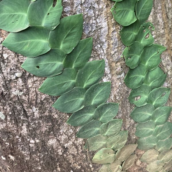 Rhaphidophora hayi | Shingle plant - Green Cover Initiative