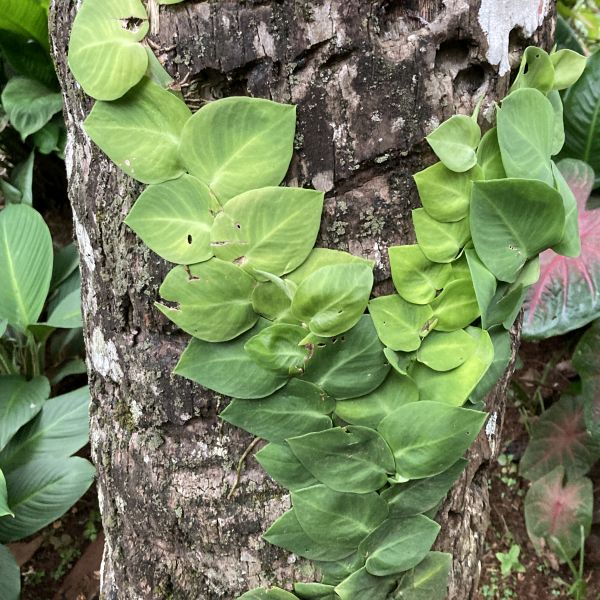 Rhaphidophora hayi | Shingle plant - Green Cover Initiative
