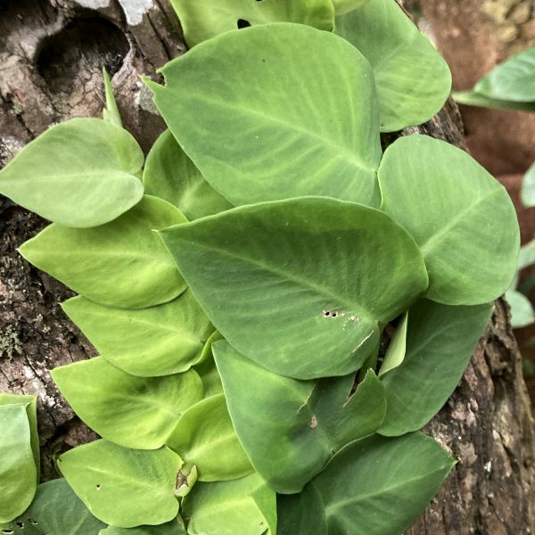 Rhaphidophora hayi | Shingle plant - Green Cover Initiative