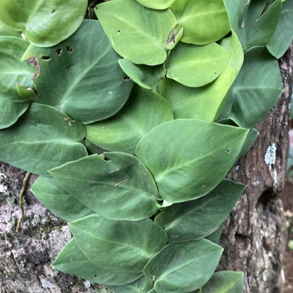 Rhaphidophora hayi | Shingle plant - Green Cover Initiative