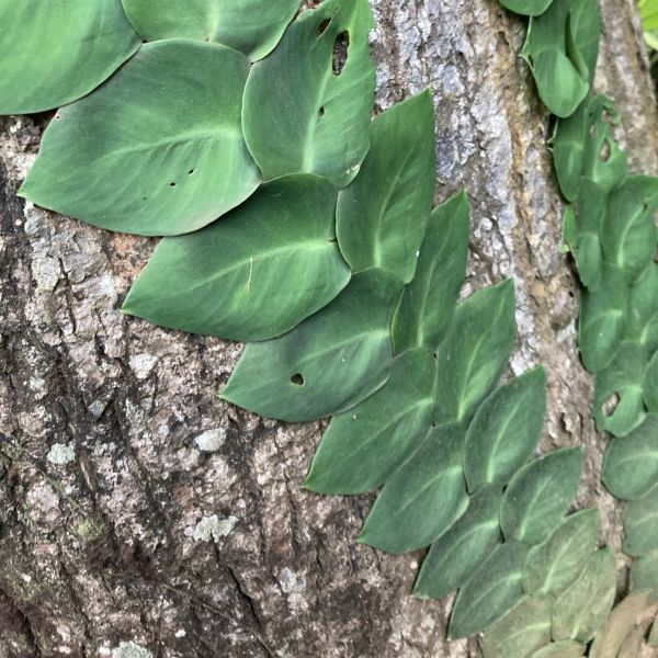 Rhaphidophora hayi | Shingle plant - Green Cover Initiative