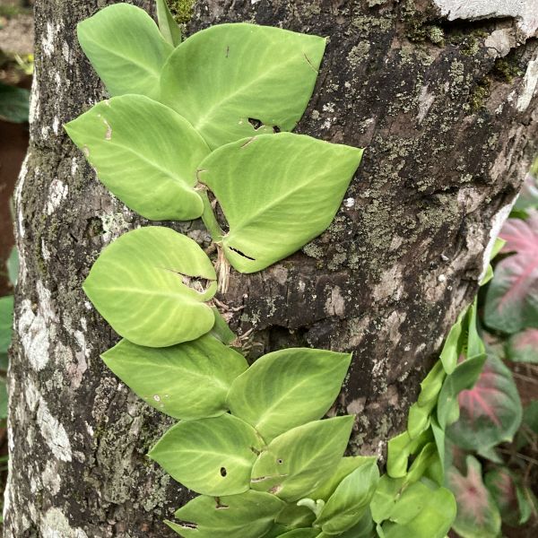 Rhaphidophora hayi | Shingle plant - Green Cover Initiative