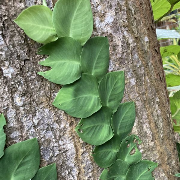 Rhaphidophora hayi | Shingle plant - Green Cover Initiative