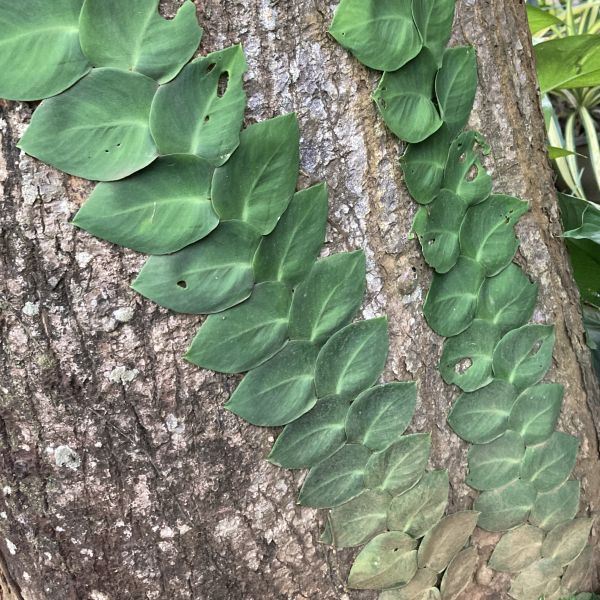 Rhaphidophora hayi | Shingle plant - Green Cover Initiative