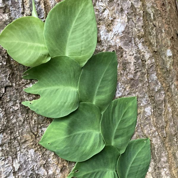 Rhaphidophora hayi | Shingle plant - Green Cover Initiative