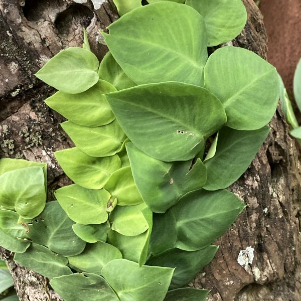 Rhaphidophora hayi | Shingle plant - Green Cover Initiative