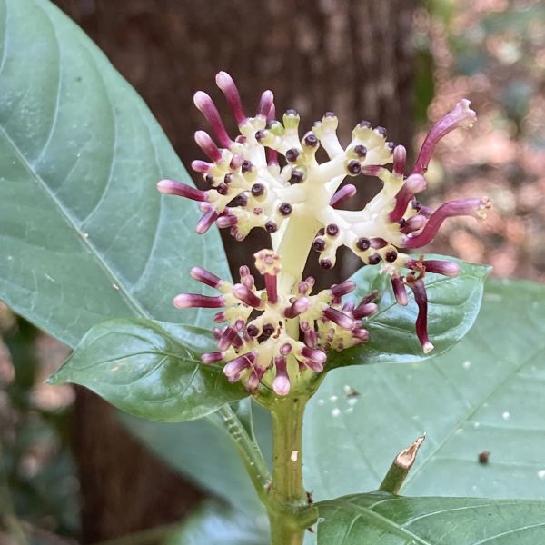 Chassalia curviflora | Curved flower Chassalia - Green Cover Initiative
