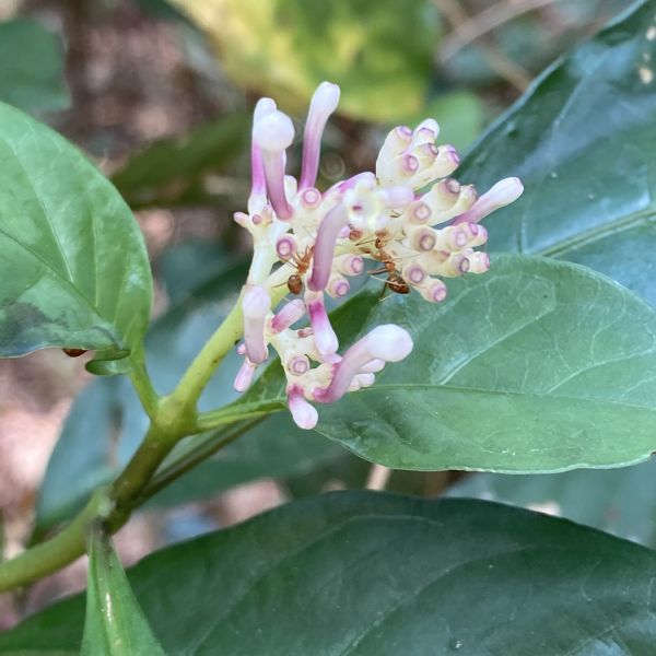 Chassalia curviflora | Curved flower Chassalia - Green Cover Initiative