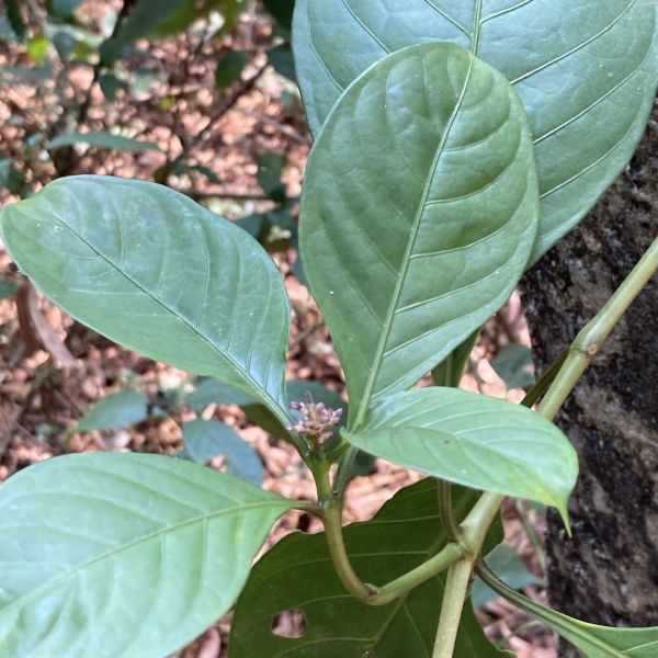 Chassalia curviflora | Curved flower Chassalia - Green Cover Initiative
