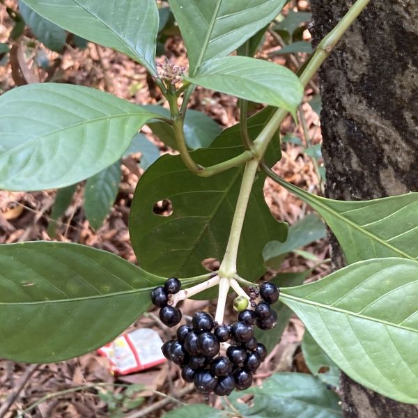 Chassalia curviflora | Curved flower Chassalia - Green Cover Initiative
