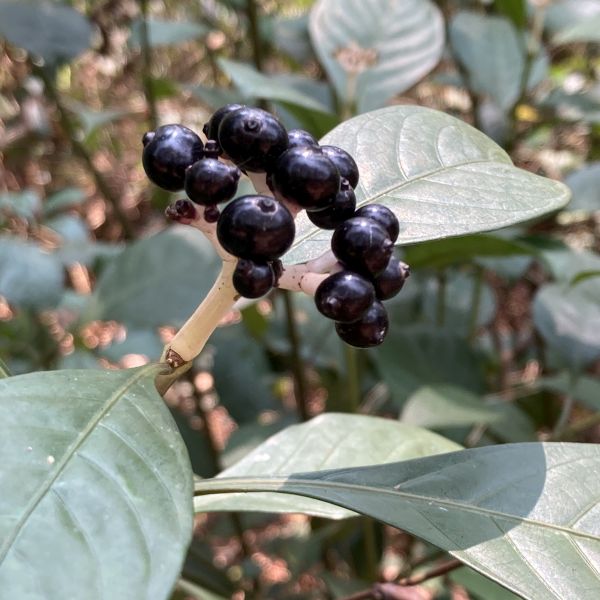 Chassalia curviflora | Curved flower Chassalia - Green Cover Initiative
