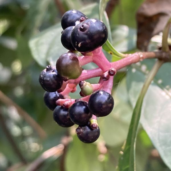 Chassalia curviflora | Curved flower Chassalia - Green Cover Initiative