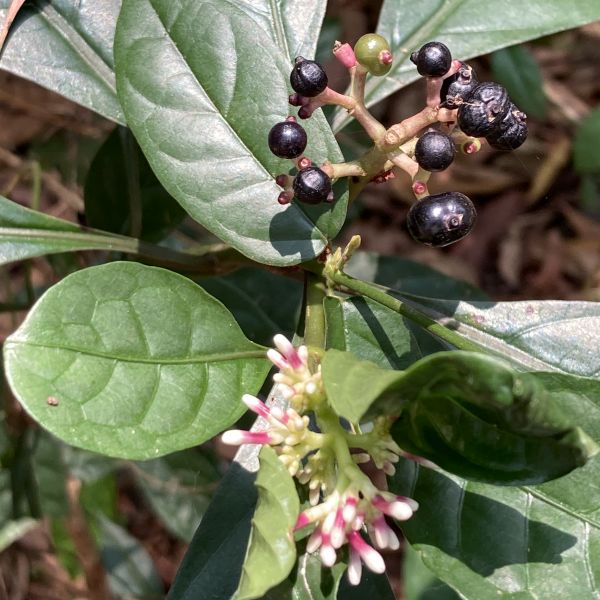 Chassalia curviflora | Curved flower Chassalia - Green Cover Initiative
