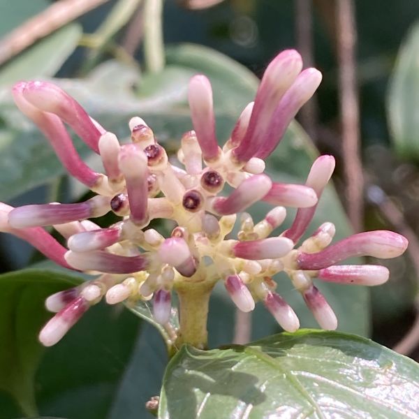 Chassalia curviflora | Curved flower Chassalia - Green Cover Initiative