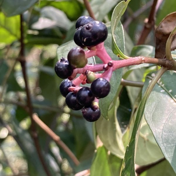 Chassalia curviflora | Curved flower Chassalia - Green Cover Initiative