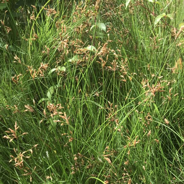 Schoenoplectus subulatus | Awl club-rush - Green Cover Initiative