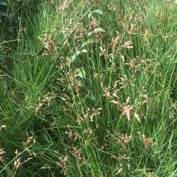 Schoenoplectus subulatus | Awl club-rush - Green Cover Initiative