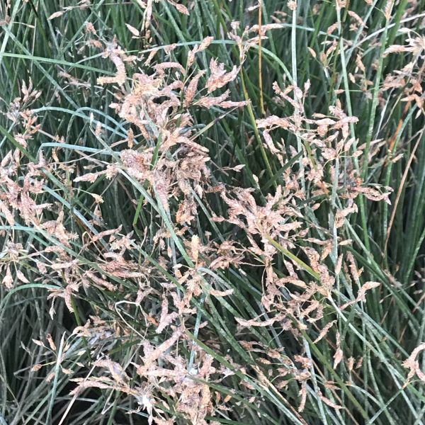 Schoenoplectus subulatus | Awl club-rush - Green Cover Initiative