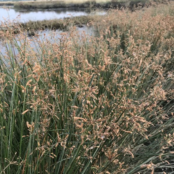 Schoenoplectus subulatus | Awl club-rush - Green Cover Initiative