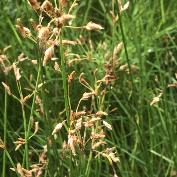 Schoenoplectus subulatus | Awl club-rush - Green Cover Initiative