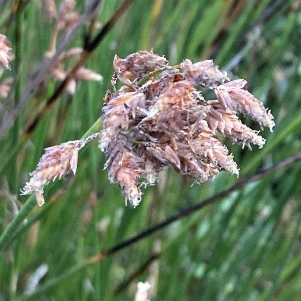 Schoenoplectus subulatus | Awl club-rush - Green Cover Initiative