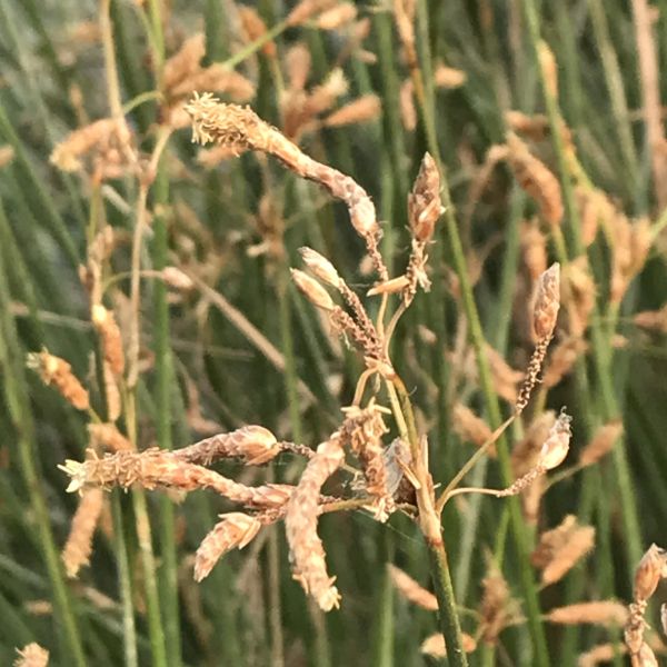 Schoenoplectus subulatus | Awl club-rush - Green Cover Initiative