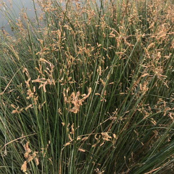 Schoenoplectus subulatus | Awl club-rush - Green Cover Initiative