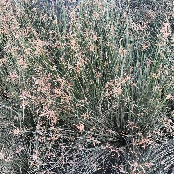 Schoenoplectus subulatus | Awl club-rush - Green Cover Initiative