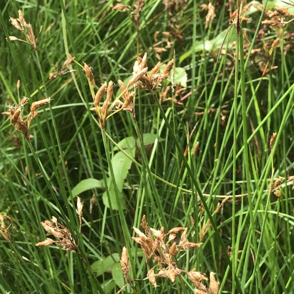 Schoenoplectus subulatus | Awl club-rush - Green Cover Initiative