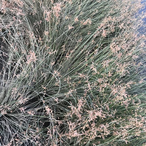 Schoenoplectus subulatus | Awl club-rush - Green Cover Initiative